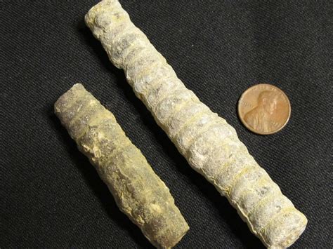 Class Demospongea Kansas Geology Class Demospongea Kansas Geology