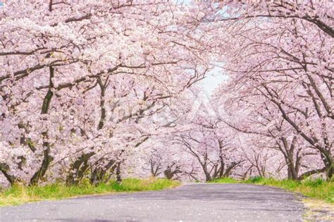満開の桜並木と並木道 No 25128219写真素材なら写真AC無料フリーダウンロードOK