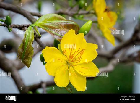 Yellow Mai Flower Vietnamese Mickey Mouse Plant Or Ochna Integerrima Represents Spring In