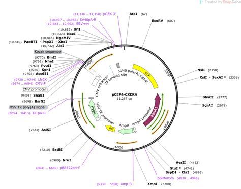 Addgene Pcep4 Cxcr4