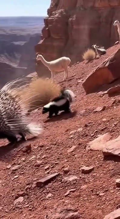 Skunk Bites Porcupine And Gets Covered In Long Dense Quills Porcupine