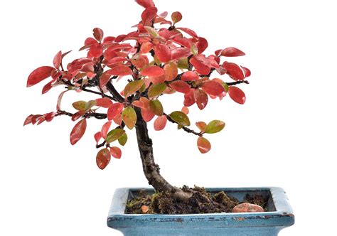 Cotoneaster Bonsai Tree Varieties Care Guide And More