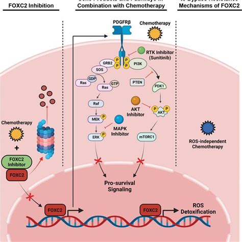 Atp Binding Cassette Abc Transporter Genes With Promoter Consensus
