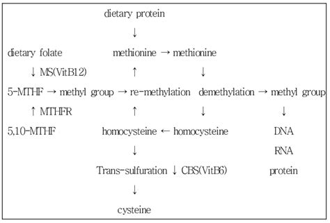 Schematic Representation Of Homocysteine Metabolism Ms Methionine Download Scientific Diagram