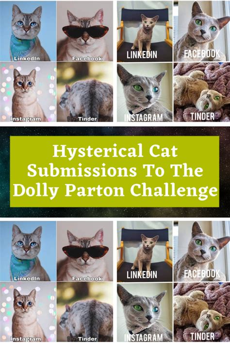 Hysterical Cat Submissions To The Dolly Parton Challenge Artofit