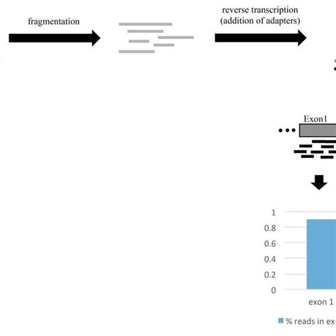 Microarray Hybridization The Method Includes Reverse Transcription Of