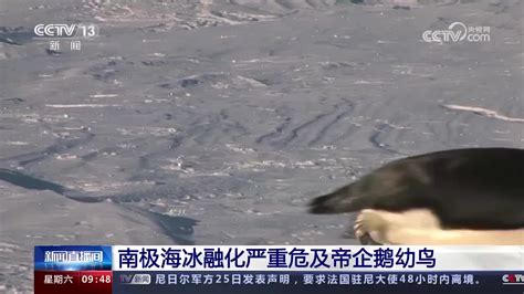 南极海冰融化致帝企鹅幼鸟被淹死手机新浪网