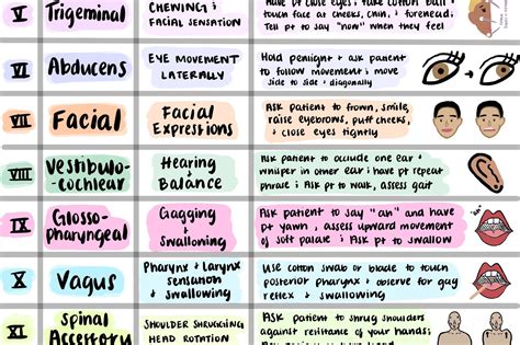 Cranial Nerves Nurse Cranial Nerves Nursing Notes My Xxx Hot Girl
