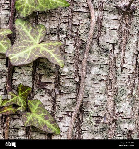 Texture Or Background Of Tree Bark Stock Photo Alamy