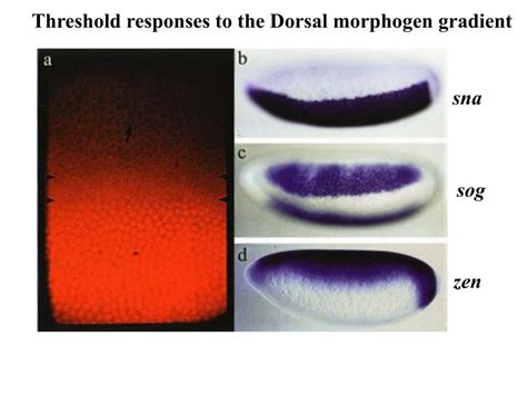 Ppt Positional Information Fields Boundaries And Gradients Powerpoint Presentation Id 1773460