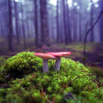 Deactivated Blog Tumbex