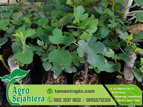 Harga Buah Tin Hitam