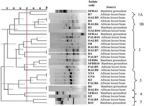 Dendrogram Based On Dice Coefficient Of Similarity With The Unweighted