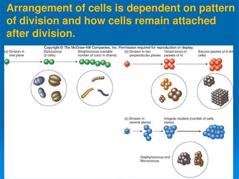 PPT Bacterial Cell Structure PowerPoint Presentation Free Download ID 5358860