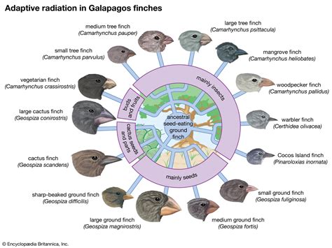 Concept Of Species Definition Types Importance Modes Of Speciation Biology Notes Online