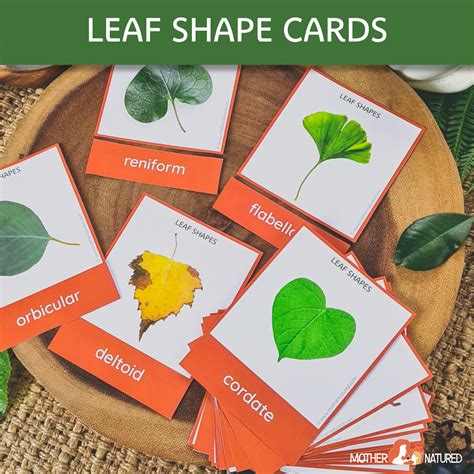 Leaf Shape Cards Leaf Shapes Leaf Study Plant Anatomy Leaf Investigation Autumn Study Fall Study