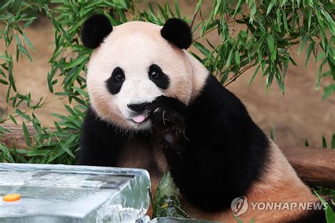 더쿠 오늘 각 언론사에서 올려준 푸바오 기사 사진들 모음 