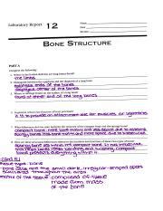 Bone Lab Activity Pdf Course Hero