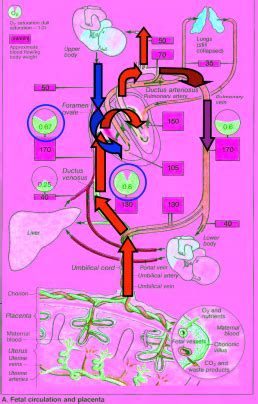 PHSL 232 Lecture 11 12 Fetal Flashcards Quizlet