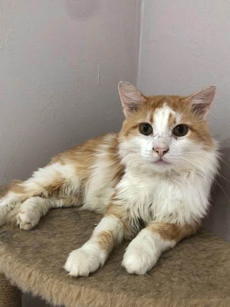 Степашка ищет семью и дом Котик возраст 3 4 года кастрирован привит обработан от всех