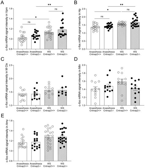 C Fos Mrna Expression In Other Brain Regions From Cntnap2 And