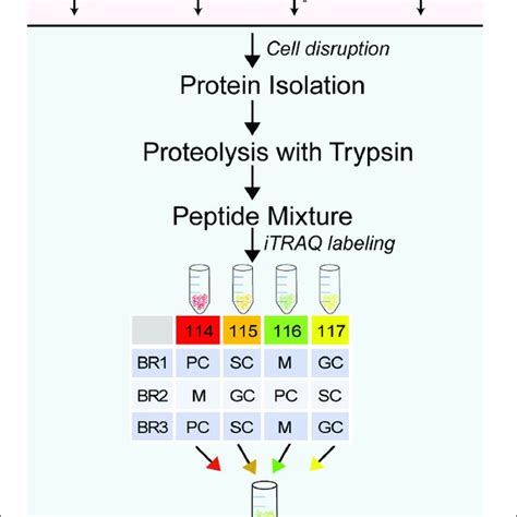 Experimental Workflow Used For The Quantitative Proteomic Analysis Of Download Scientific