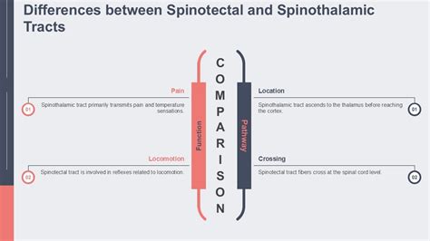 Spinotectal Tract Vs Spinothalamic Tract Ppt Outline Acp Ppt Sample