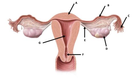 Reproductive Systems Flashcards Quizlet