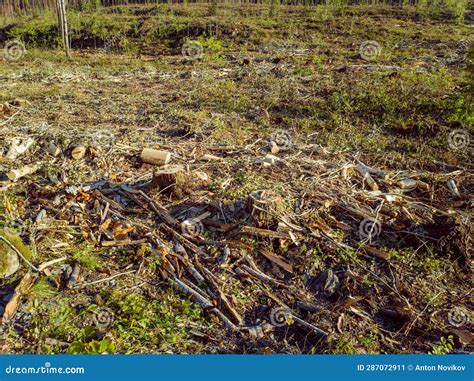 The Consequences Of Deforestation Ecological Problems Stock Image