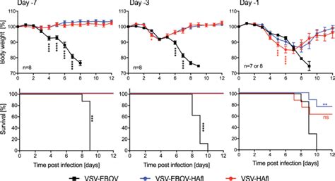 A Single Dose Of A Vesicular Stomatitis Virus Based Influenza Vaccine Confers Rapid Protection
