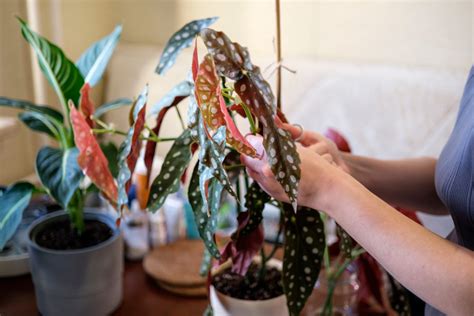 How And When To Propagate Begonia Maculata Best Methods