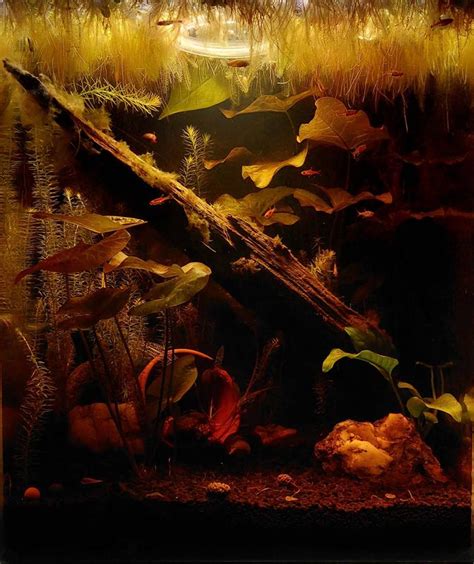 Out Of Stock Cobalt Aquatics Microvue Aquarium Kit 8 Gal