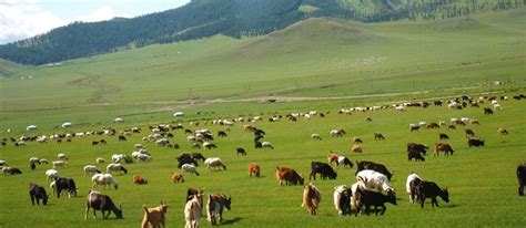 Мялзан өвчний вакциныг 30 орчим сая толгой бог малд хийнэ Hunnu Mn