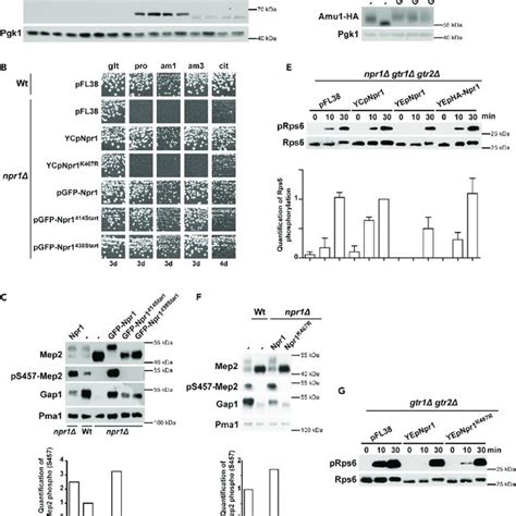 The N Terminal Regulatory And The C Terminal Catalytic Domains Of Npr1 Download Scientific