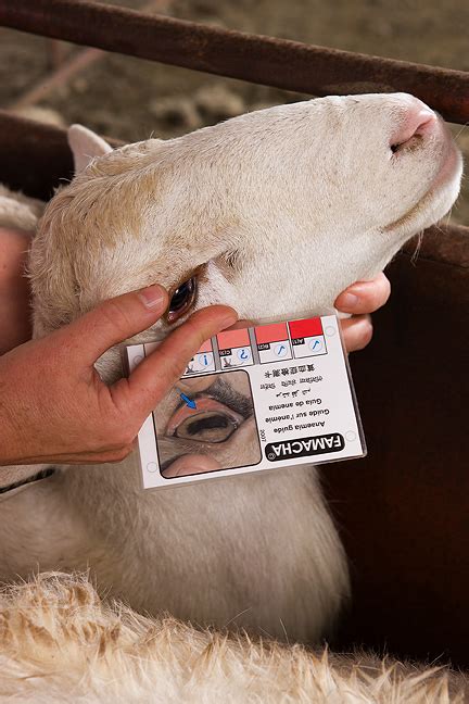 Using An Integrated Approach To Small Ruminant Parasite Control Integrated Pest Management