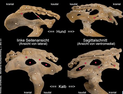 Schaubild „articulatio Sacroiliaca“ Quizlet
