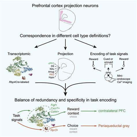Differential Encoding In Prefrontal Cortex Projection Neuron Classes Across Cognitive Tasks Cell