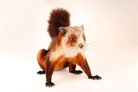Red Giant Flying Squirrel Red Giant Flying Squirrel