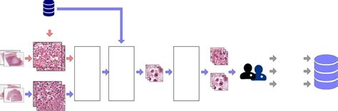 Algorithm Aided Labelling Of Potentially Missed Mitotic Cells Download Scientific Diagram