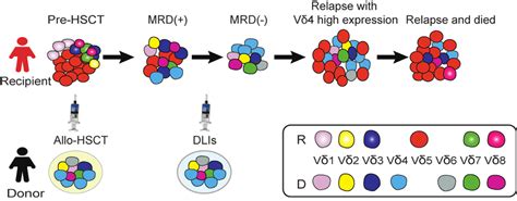 A Schematic Diagram Of γδ T Cell And Leukemic Clone Evolution In The
