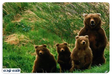 جنگل ابر شاهرود، راهنمای سفر و راه های دسترسی فلای تودی