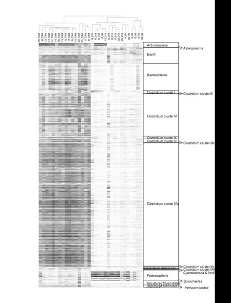 Hierarchical Clustering Of The Intestinal Microbiota Unsupervised