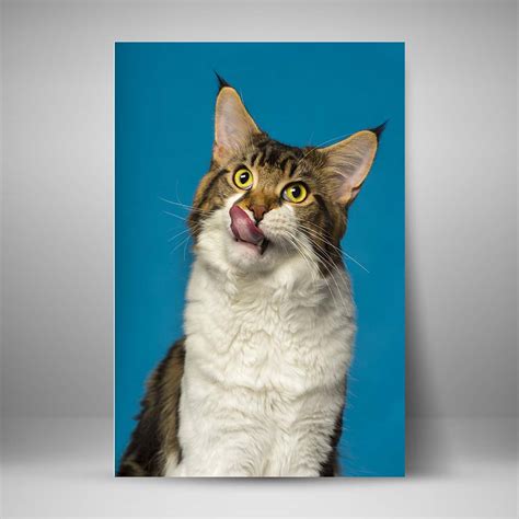 Gato Maine Coon