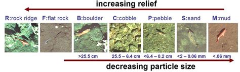 Binary Habitat Classification Scheme After 6 The First Letter In