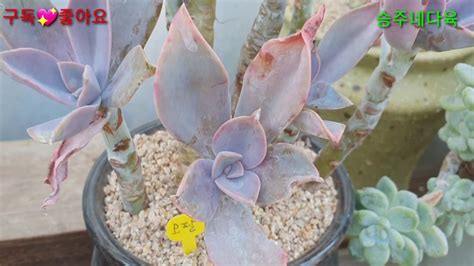 💝이천다육농장💝예쁜아이들💝보시고 힐링하세요 Youtube