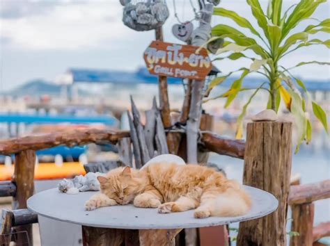 นอนเกาะ 900 บาทพักได้2 คน ที่บ้านครูเฉม โฮมสเตย์ แกลเลอรีที่โพสต์โดย Boboabeargirl Lemon8