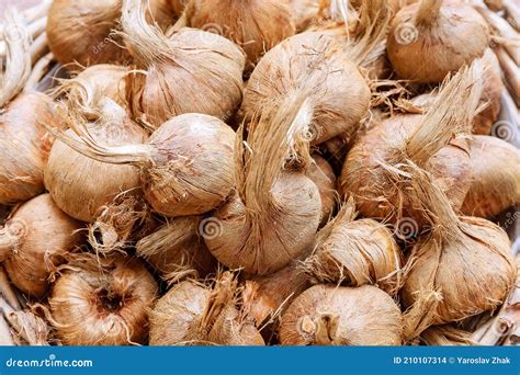 Crocus Sativus Bulbs In A Basket Bulbs For Planting Saffron For Getting The Spice Saffron