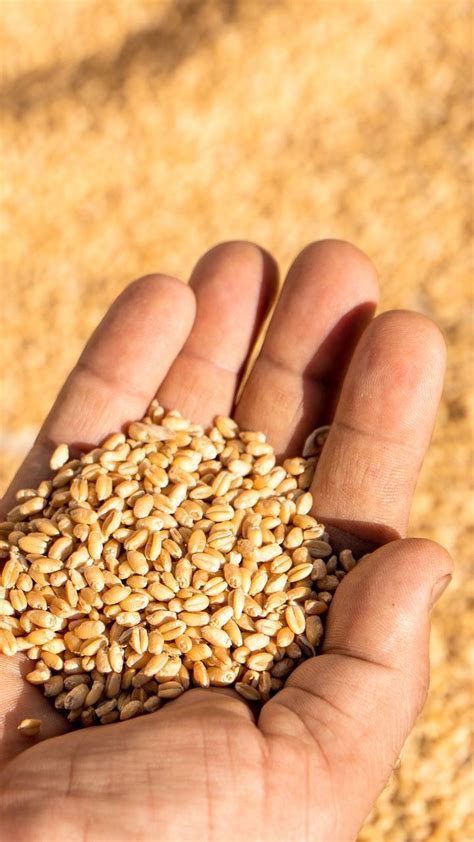 Food Grain Pest साठवणुकीत धान्याला कीड लागण्याची कारणेcauses Of Grain Pests In Storage