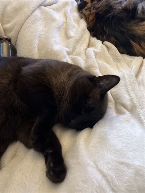 Terra Syntax Wiki Fandom