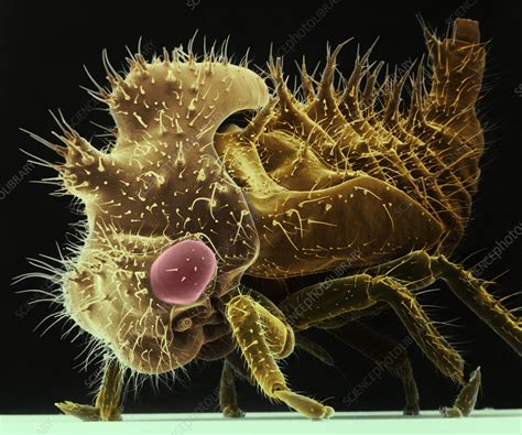 Treehopper Nymph Stock Image C0281729 Science Photo Library